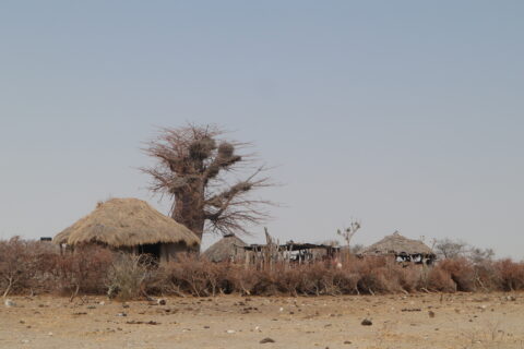 BOTSWANA: The History of the Bushmen | Africanlanders