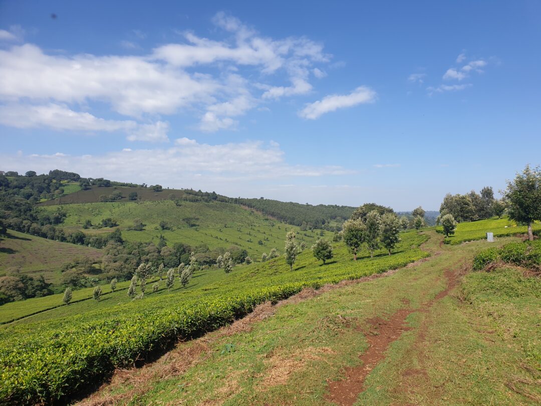 KENYA: Kericho and the tea plantations | Africanlanders