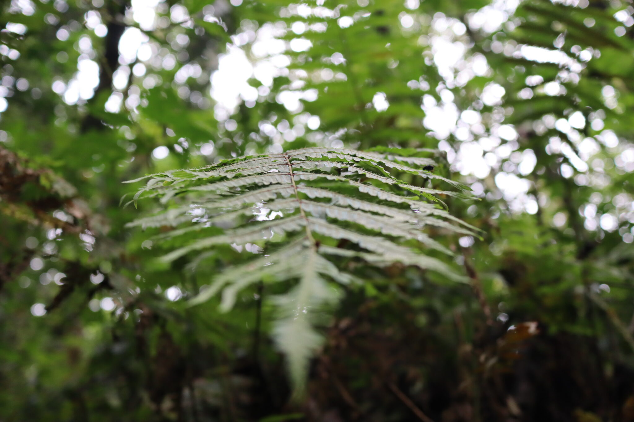 KENYA: Kakamega Forest | Africanlanders
