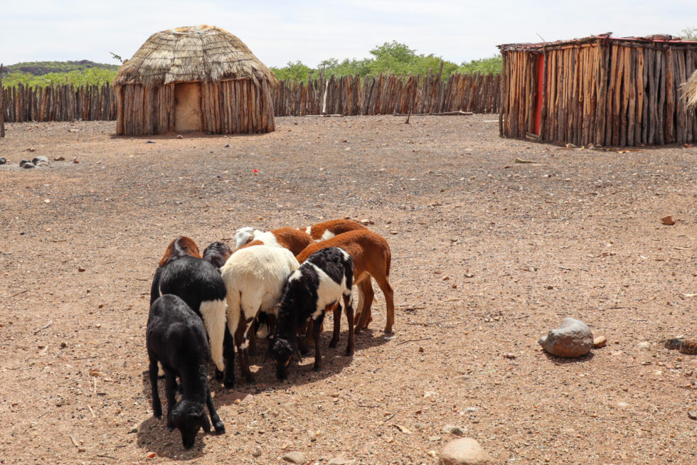 ANGOLA: The southern tribes of Angola | Africanlanders